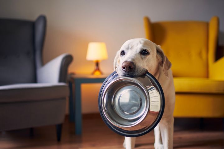 Η διατροφή του σκύλου: Ξηρά ή υγρή τροφή; - Petzone.gr